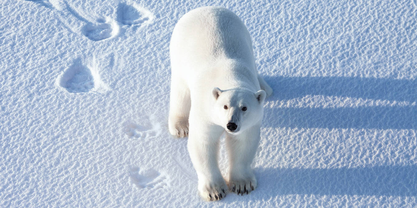 Expeditionskreuzfahrt von Kangerlussuaq nach Churchill mit HANSEATIC ...