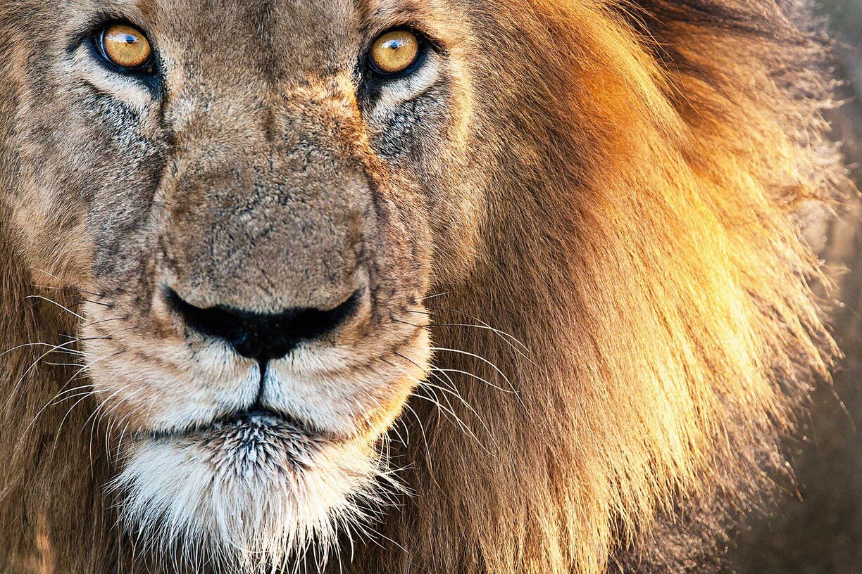 Kreuzfahrten in Afrika & dem Indischen Ozean – Safari & Inselparadiese ...