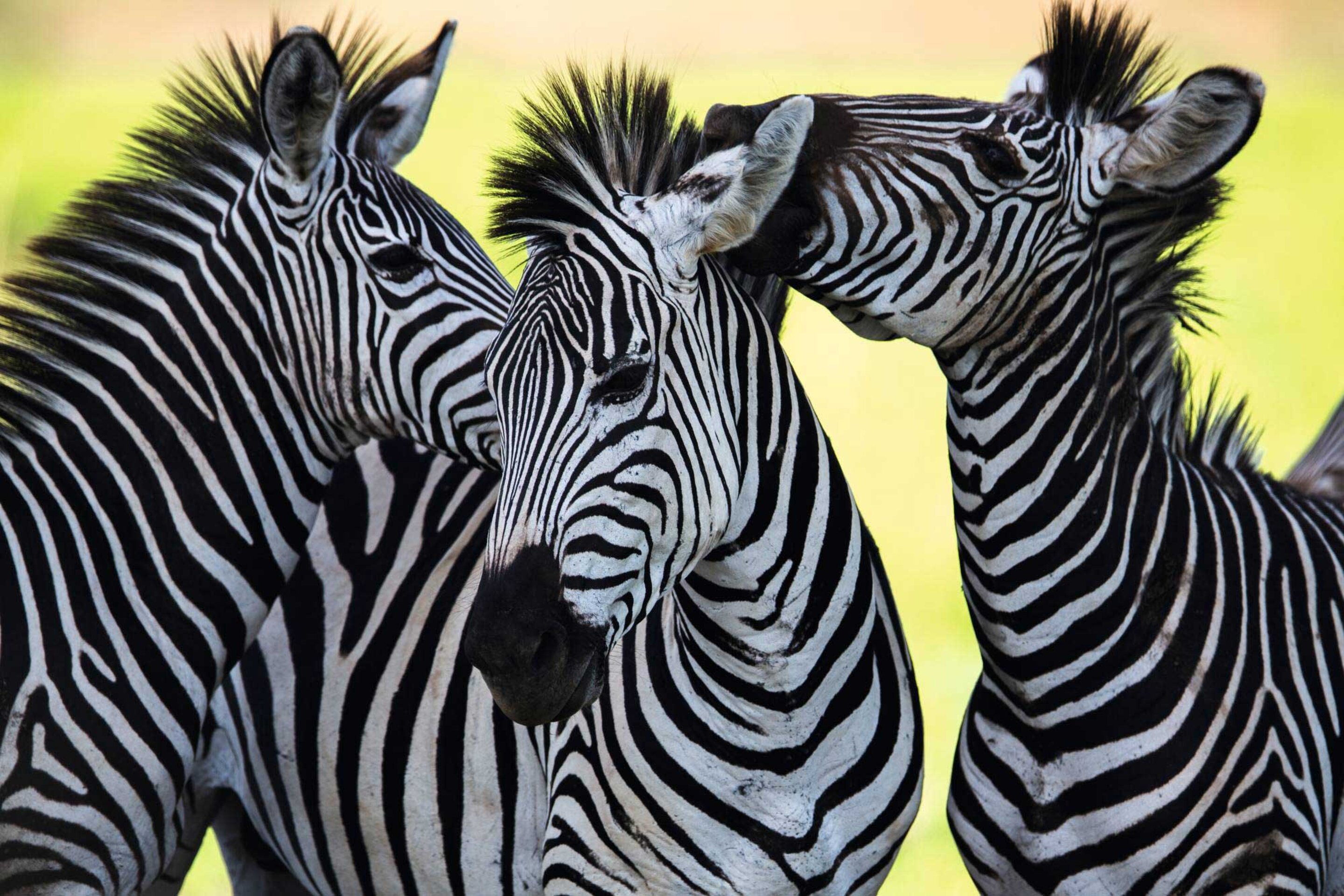 Kreuzfahrten in Afrika & dem Indischen Ozean – Safari & Inselparadiese ...